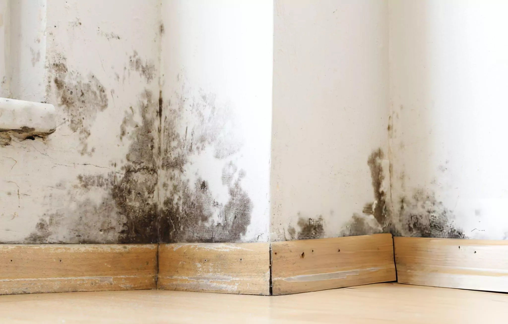 Easy Ways to Prevent Mold and Mildew - Tidy Here Cleaning Service